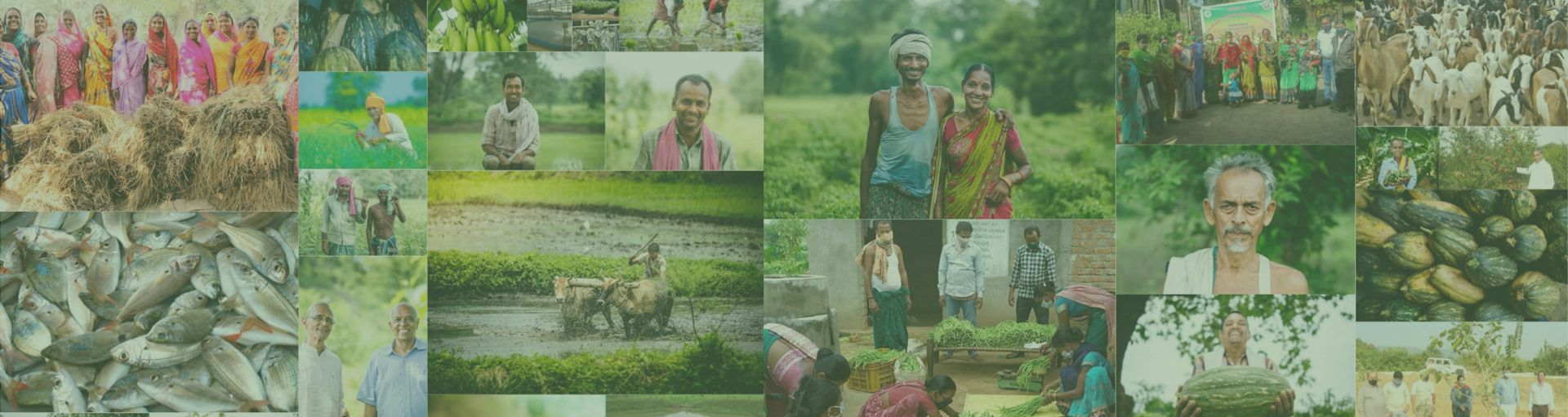 Krushak Odisha Portal